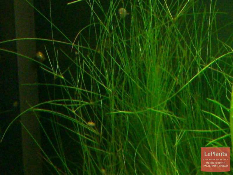 Ситняг живородящий (Eleocharis vivipara) — описание, выращивание, фото ...