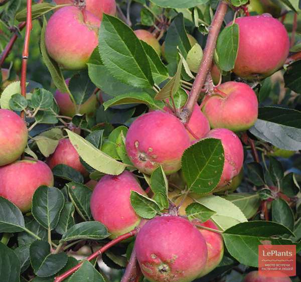 Яблоня 'Налив розовый' — описание сорта, характеристики | на LePlants.ru