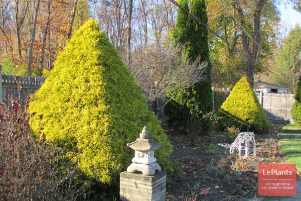 Кипарис (Cupressus) — описание, выращивание, фото | на LePlants.ru