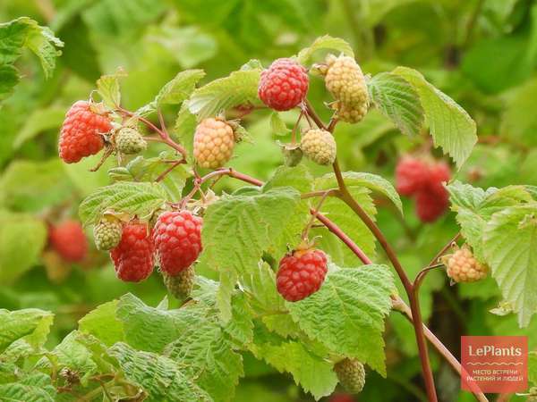 Малина обыкновенная (Rubus idaeus) — описание, выращивание, фото | на ...