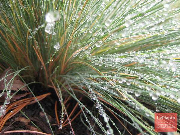 Булавоносец (Corynephorus) — описание, выращивание, фото | на LePlants.ru