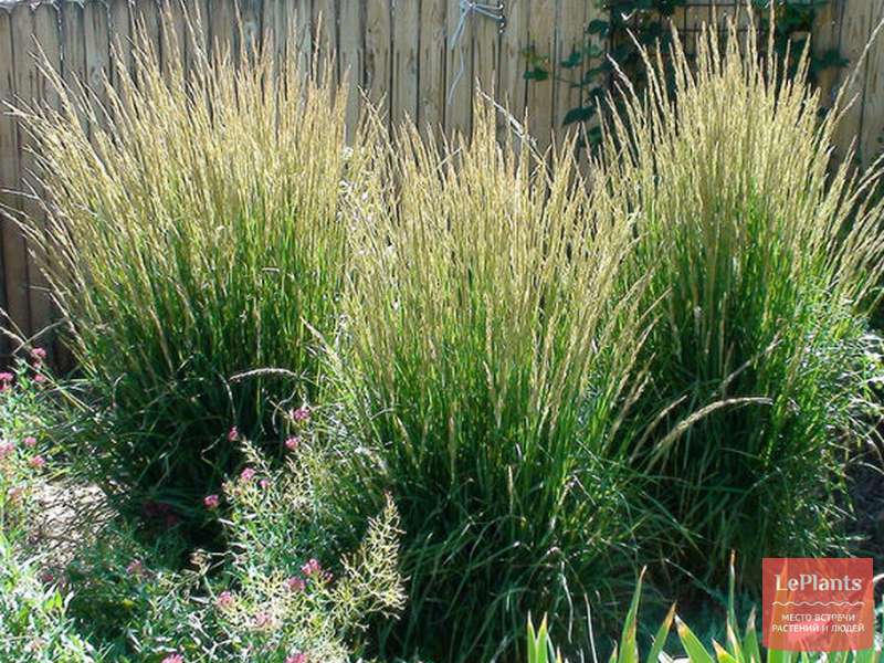 Вейник остроцветковый 'Карл Форстер' (Calamagrostis × acutiflora 'Karl ...