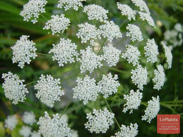 Амми (Ammi) — описание, выращивание, фото | на LePlants.ru