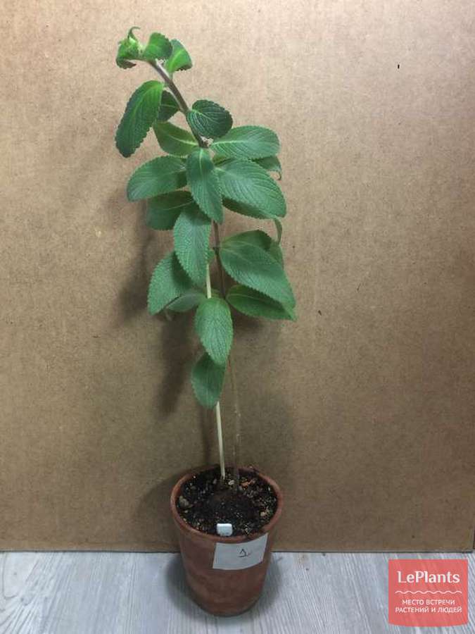 Sinningia sellovii (Синнингия селови), цена 550 руб. купить на LePlants.ru