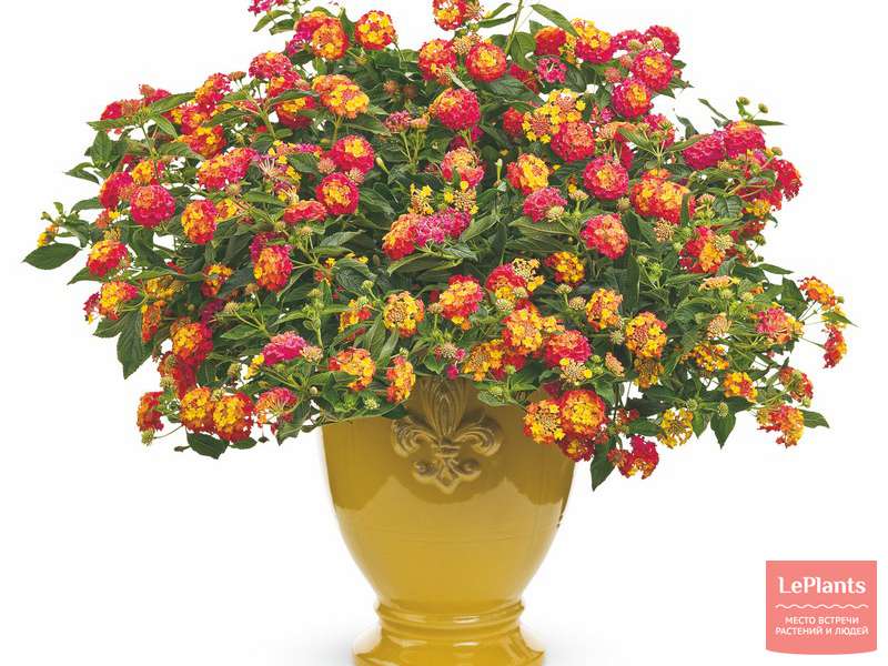 Лантана (Lantana) — описание, выращивание, фото | на LePlants.ru
