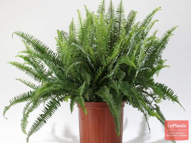 Нефролепис (Nephrolepis) — описание, выращивание, фото | на LePlants.ru