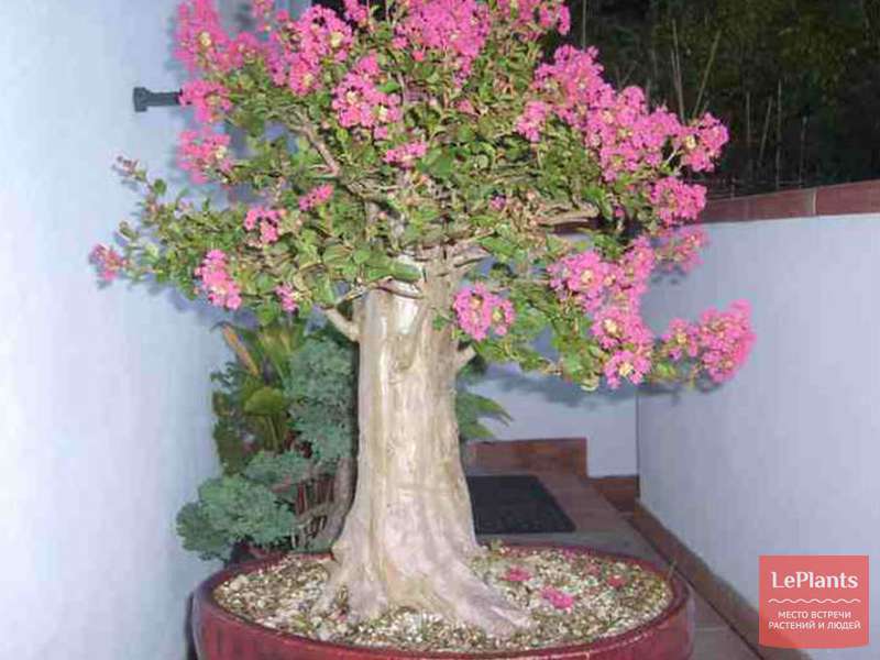 Лагерстремия индийския (Lagerstroemia indica) — описание, выращивание ...
