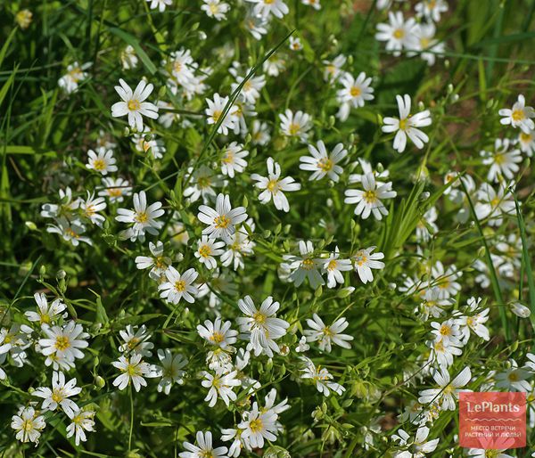 Звездчатка (Stellaria) — описание, выращивание, фото | на LePlants.ru