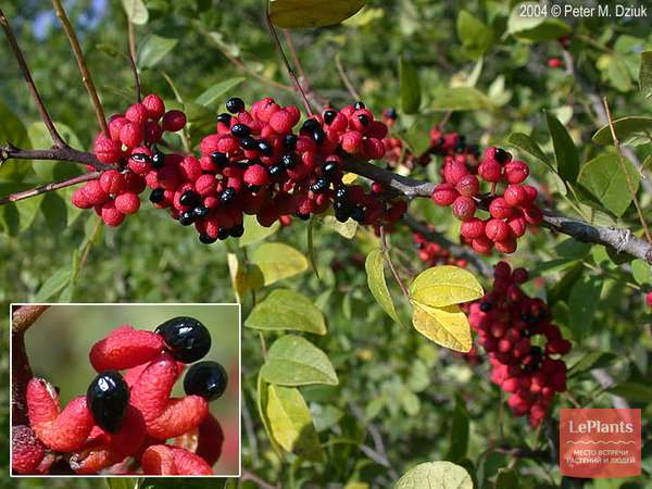 Зантоксилум (Zanthoxylum) — описание, выращивание, фото | на LePlants.ru