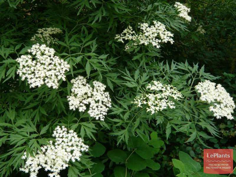 Бузина черная (Sambucus nigra) — описание, выращивание, фото | на ...
