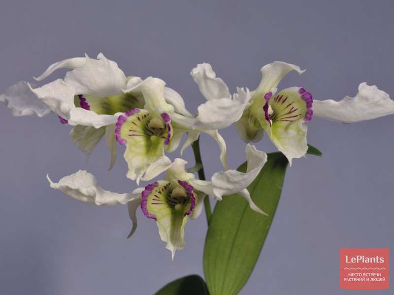Дендробиум родостиктум (Dendrobium rhodostictum) — описание ...