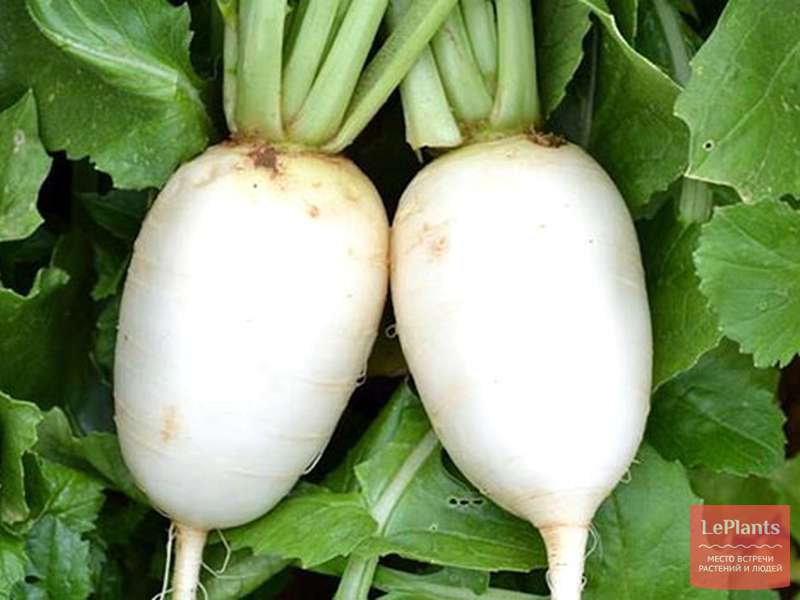 Редис 'Осенний гигант' — описание сорта, характеристики | на LePlants.ru