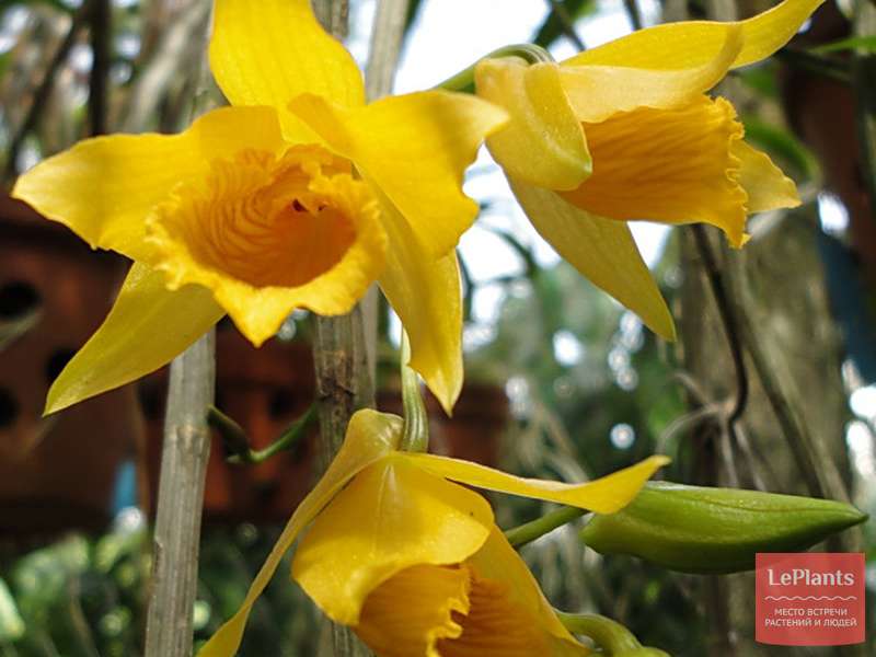Дендробиум Генри (Dendrobium henryi) — описание, выращивание, фото | на ...