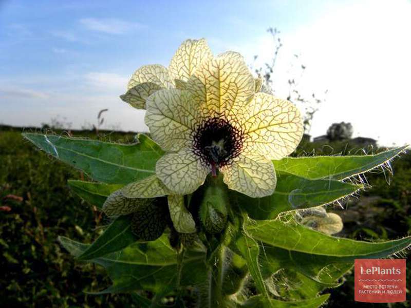 Белена (Hyoscyamus) — описание, выращивание, фото | на LePlants.ru