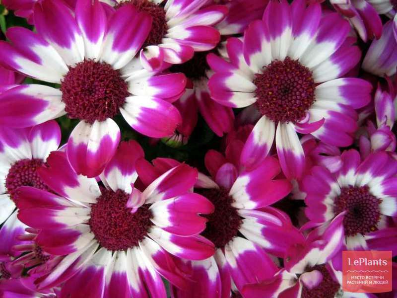 Цинерария кровавая (Cineraria cruenta) — описание, выращивание, фото ...
