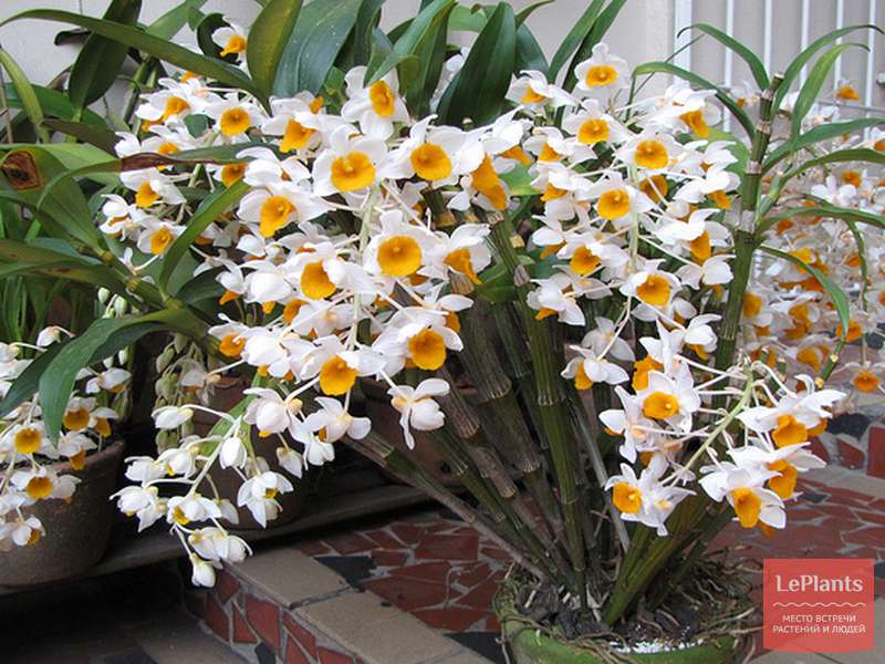 Дендробиум букетоцветный — Сад "Орхидеи" — Ольга Алданова (id3590) — на ...