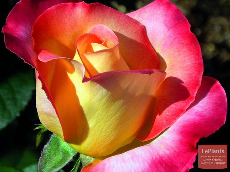 Роза душистая (Rosa odorata) — описание, выращивание, фото | на LePlants.ru