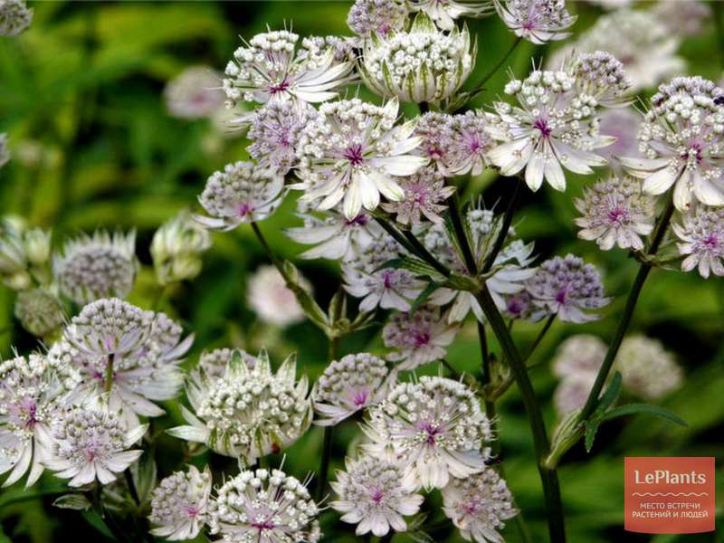 Астранция крупная (Astrantia major) — описание, выращивание, фото | на ...