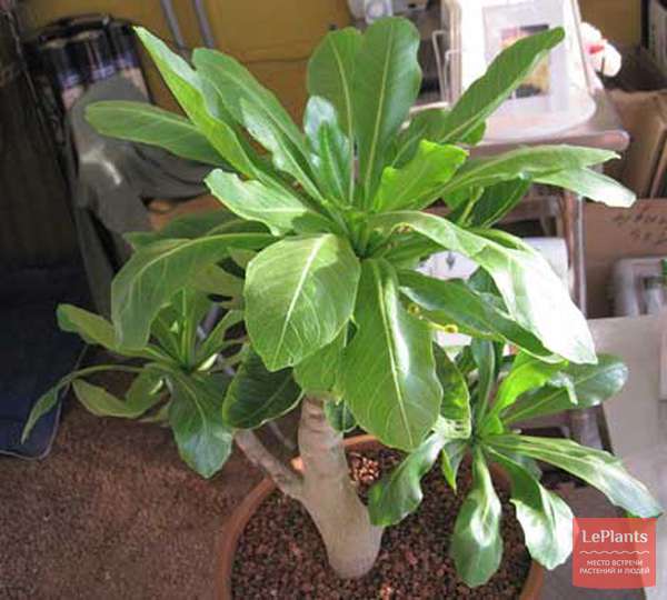 Бригамия замечательная (Brighamia insignis) — описание, выращивание ...