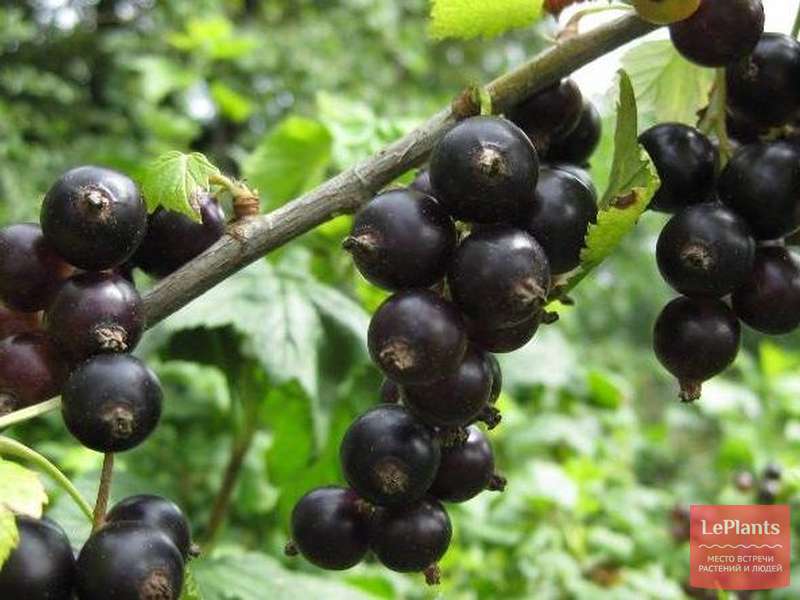 Смородина черная 'Суйга' — описание сорта, характеристики | на LePlants.ru