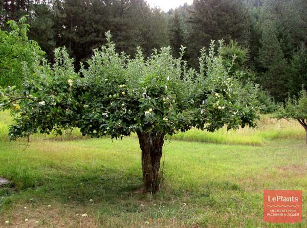 Яблоня домашняя (Malus domestica) — описание, выращивание, фото | на ...