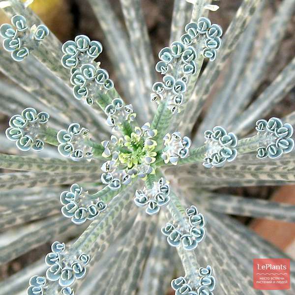 Каланхоэ трубкоцветное (Kalanchoe delagoensis) — описание, выращивание ...