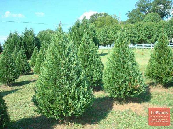 Кипарис (Cupressus) — описание, выращивание, фото | на LePlants.ru