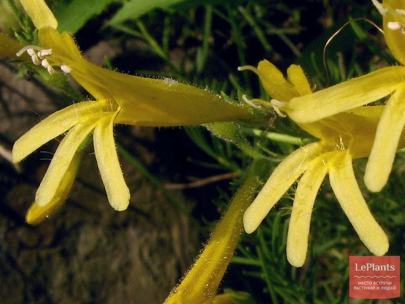 Пенстемон сосноволистный (Penstemon pinifolius) — описание, выращивание ...