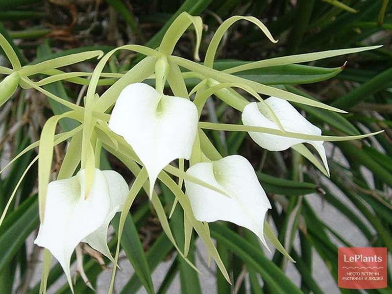 Брассавола — Сад "Мои" — Елена Григоренко (id4060) — на Leplants.ru