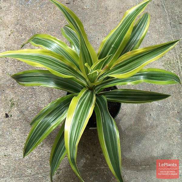 Драцена душистая (Dracaena fragrans) — описание, выращивание, фото | на ...