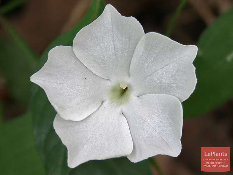 Тунбергия душистая (Thunbergia fragrans) — описание, выращивание, фото ...