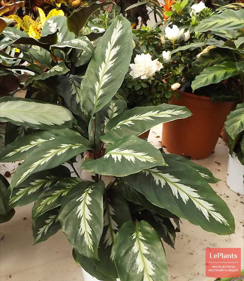 Калатея Луизы (Calathea louisae) — описание, выращивание, фото | на ...