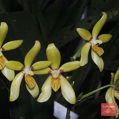 Фаленопсис Амабилис (Phalaenopsis amabilis) — описание, выращивание ...