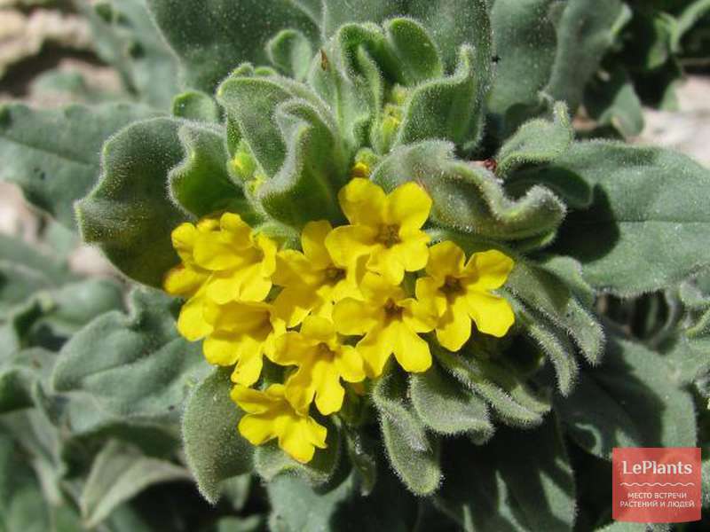 Арнебия (Arnebia) — описание, выращивание, фото | на LePlants.ru