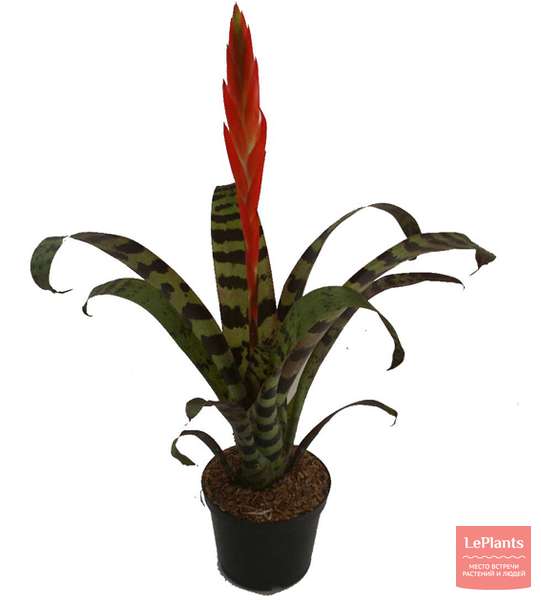 Вриезия блестящая 'Спленриет' (Vriesea splendens 'Splenriet ...