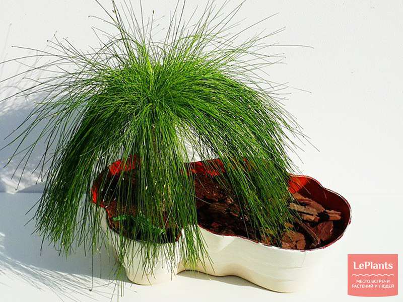 Изолепис (Isolepis) — описание, выращивание, фото | на LePlants.ru
