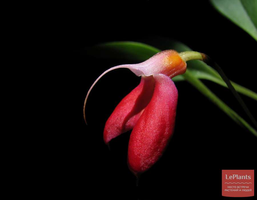 Масдеваллия бесформенная (Masdevallia deformis) — описание, выращивание ...