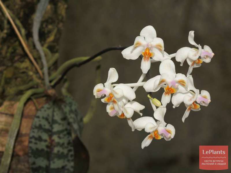 Фаленопсис целебесский (Phalaenopsis celebensis) — описание ...