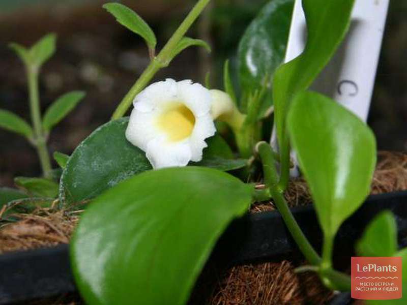 Кодонанта желтоватая (Codonanthe luteola) — описание, выращивание, фото ...