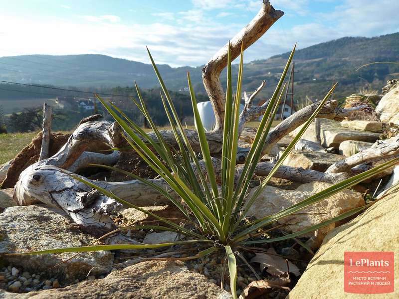 Юкка узколистная (Yucca angustissima) — описание, выращивание, фото ...