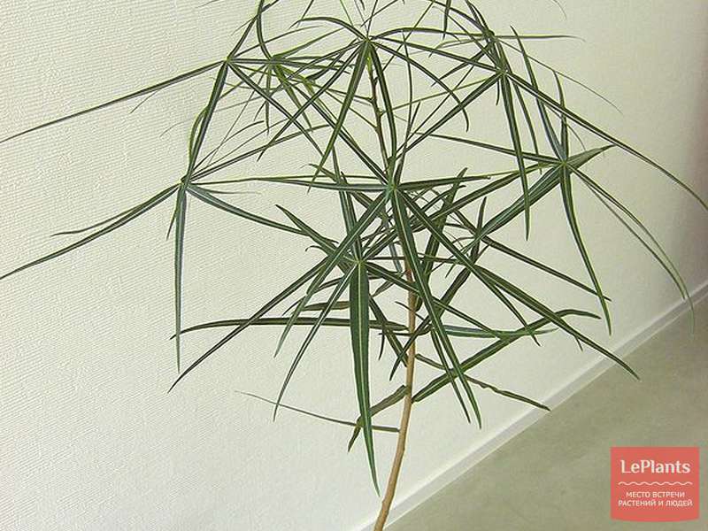 Брахихитон наскальный (Brachychiton rupestris) — описание, выращивание ...