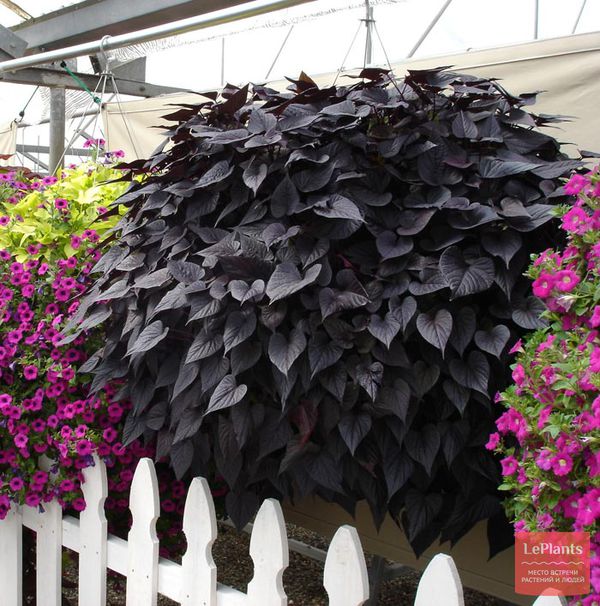 Ипомея батат (Ipomoea batatas) — описание, выращивание, фото | на ...