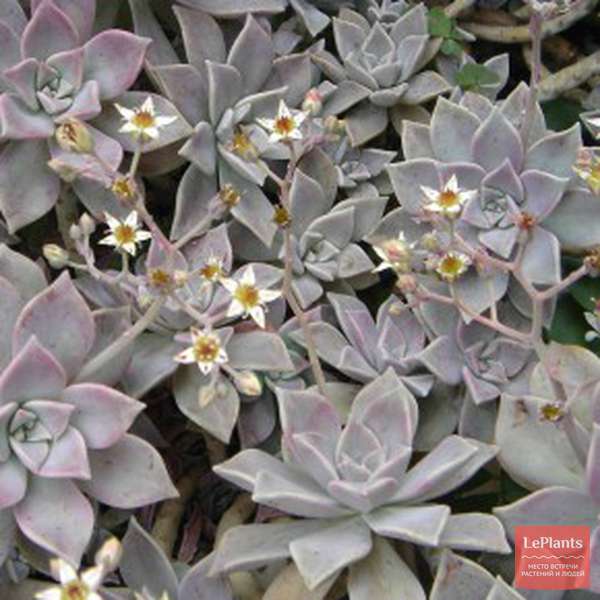 Граптопеталум парагвайский (Graptopetalum paraguayense) — описание ...