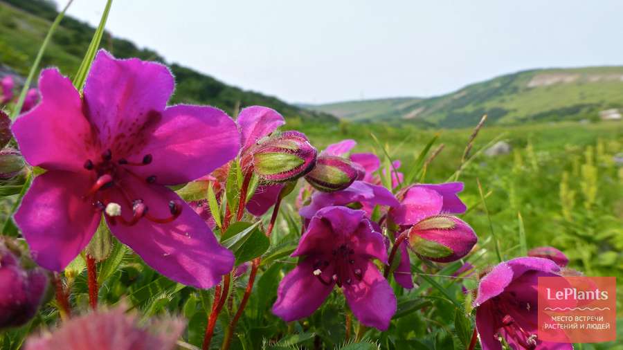 Рододендрон (Rhododendron) — описание, выращивание, фото | на LePlants.ru