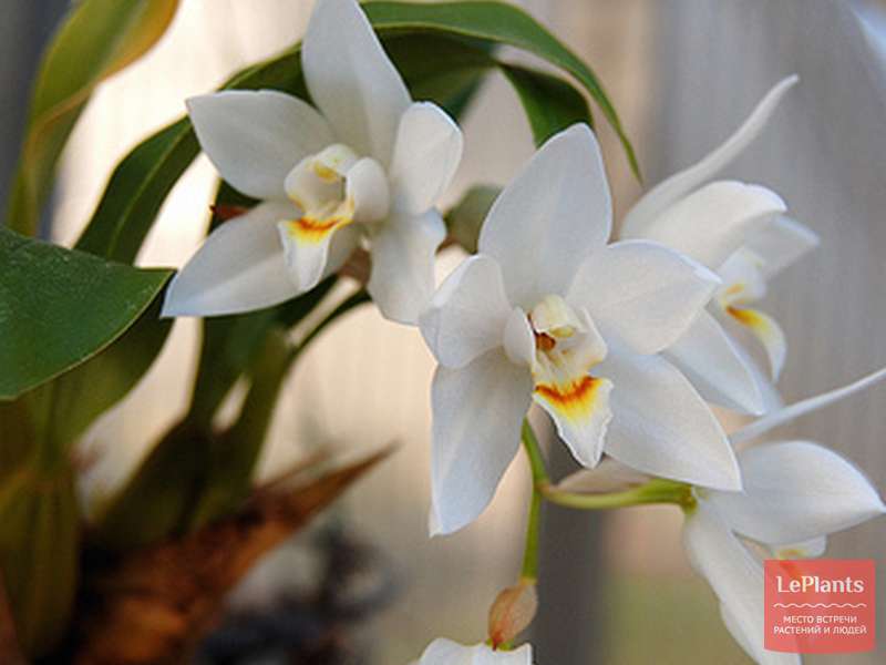Целогина Мосс (Coelogyne mossiae) — описание, выращивание, фото | на ...