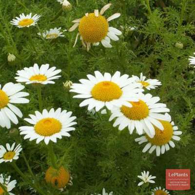 Пупавка высочайшая (Anthemis altissima) — описание, выращивание, фото ...
