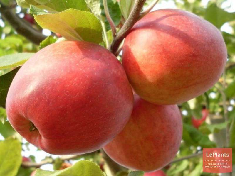 Яблоня 'Пепин шафранный' — описание сорта, характеристики | на LePlants.ru