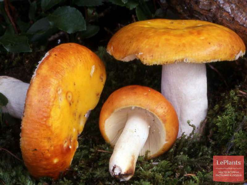 🍄 Сыроежка золотистая (Russula aurata) — Съедобные и условно съедобные ...
