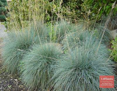 Овсяница сизая ( Festuca glauca) — описание, выращивание, фото | на ...