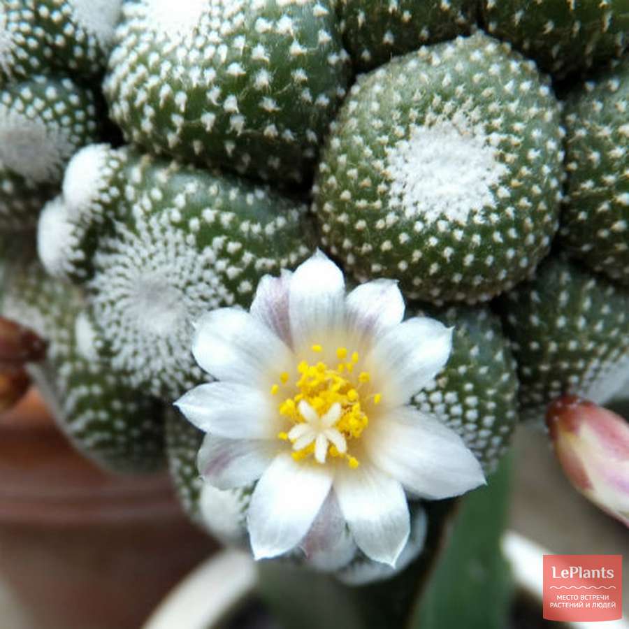 Блоссфельдия (Blossfeldia) — описание, выращивание, фото | на LePlants.ru